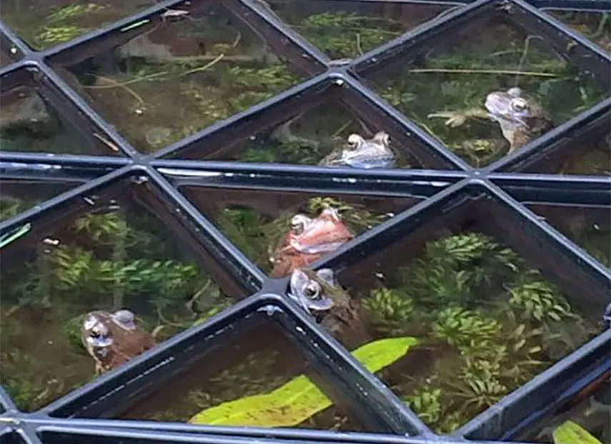 Pond Covers | Pond Safety Ltd